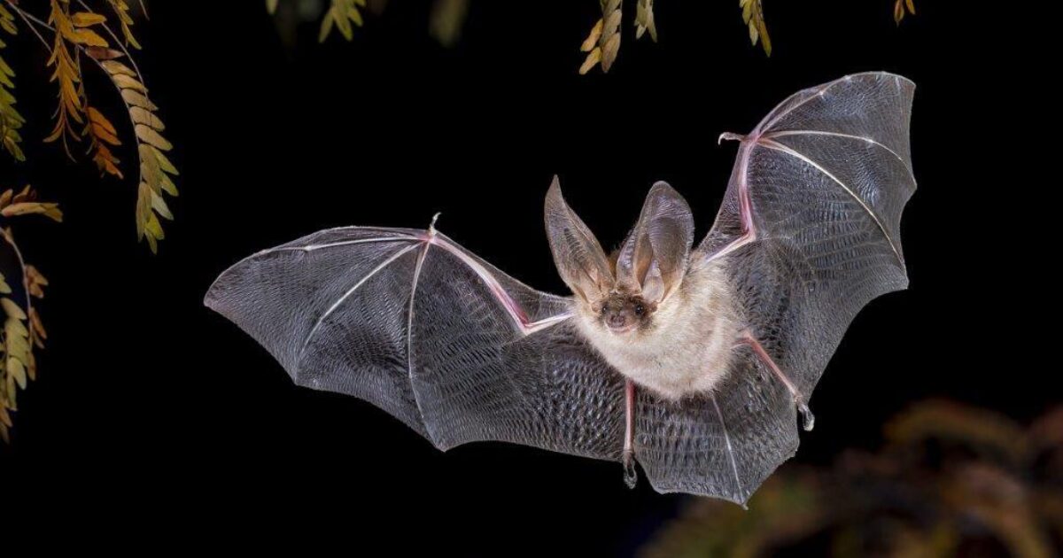 Bat survey time | Land Studio